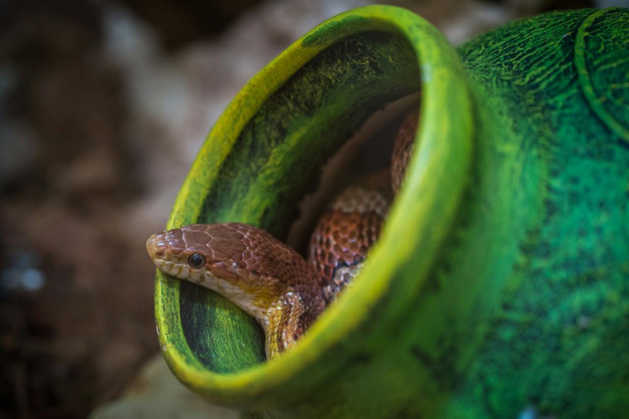 Why do some Pentecostal churches use poisonous snakes during their ...